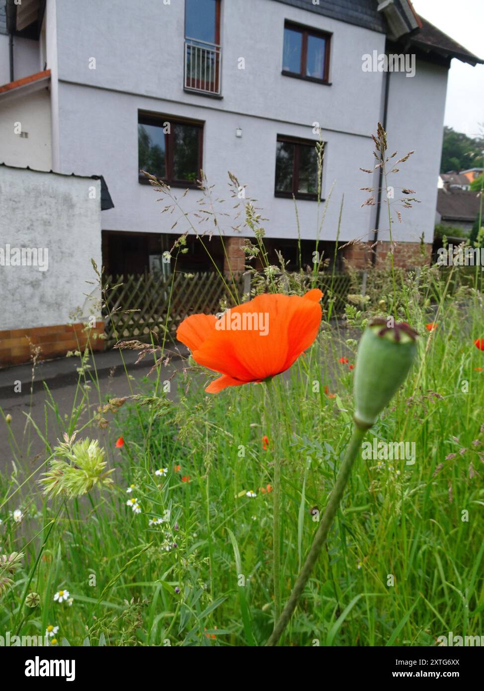 Long-headed poppy (Papaver dubium) Plantae Stock Photo - Alamy