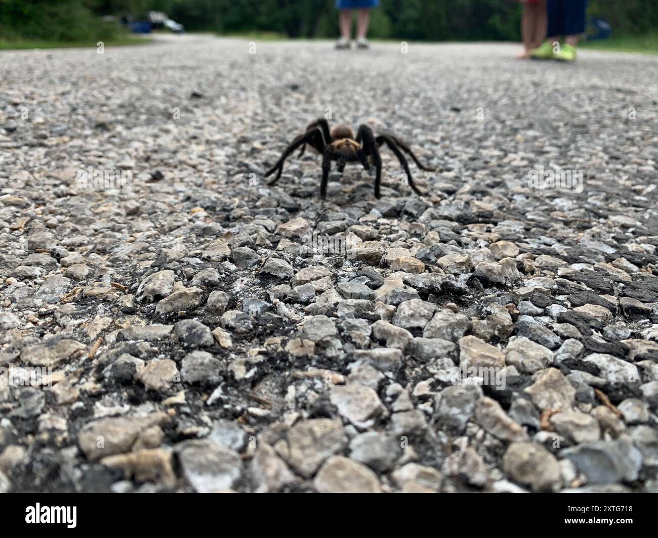 Texas Brown Tarantula (Aphonopelma hentzi) Arachnida Stock Photo - Alamy