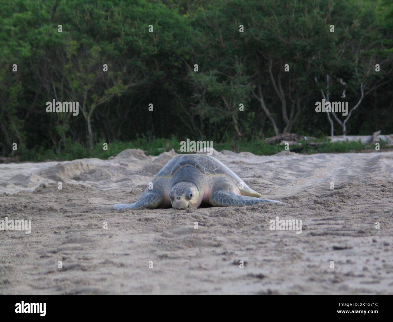 Olive Ridley Sea Turtle (Lepidochelys olivacea) Reptilia Stock Photo ...