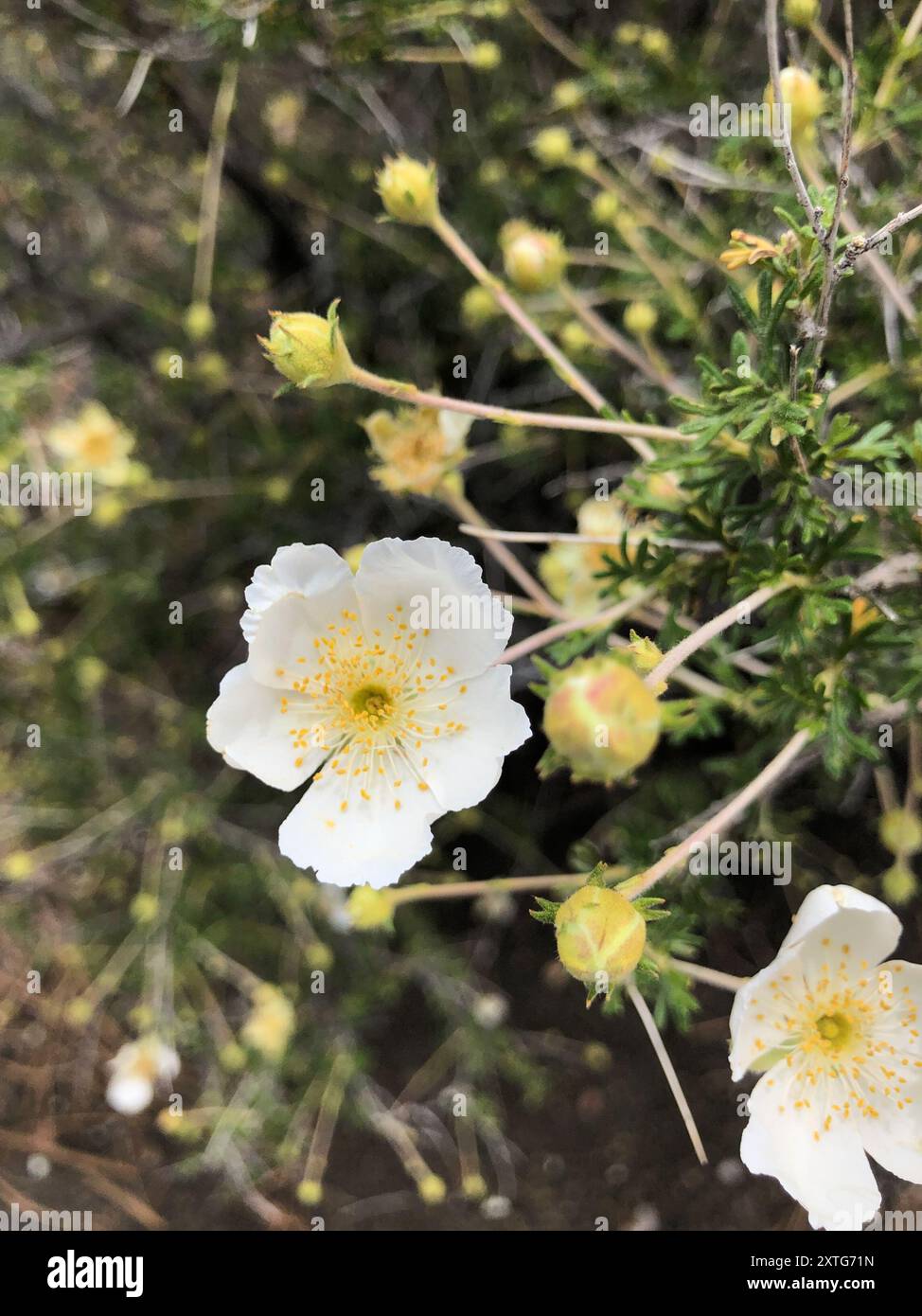 Apache plume (Fallugia paradoxa) Plantae Stock Photo - Alamy