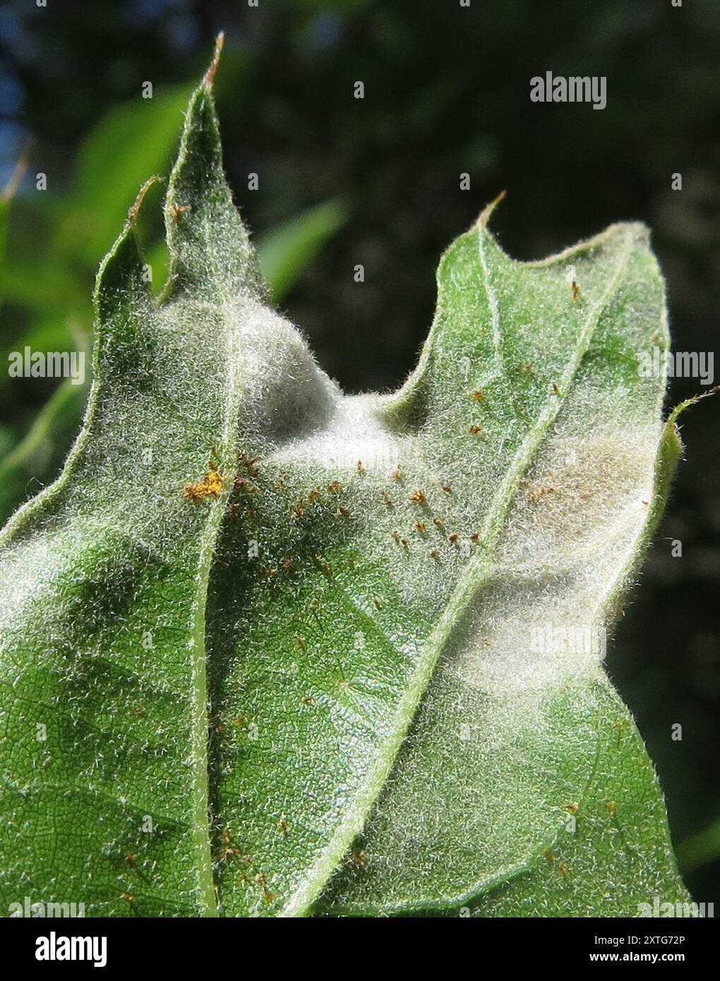 Trinema hi-res stock photography and images - Alamy