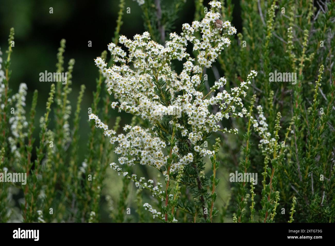chamise (Adenostoma fasciculatum) Plantae Stock Photo - Alamy
