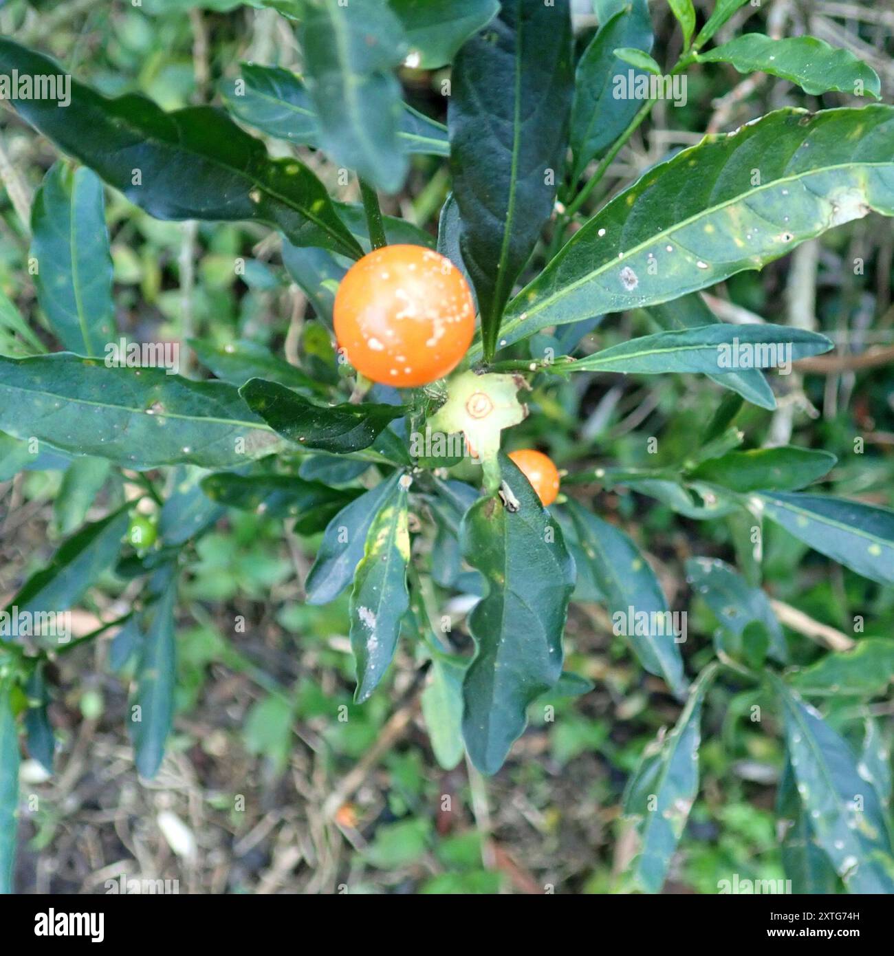 Jerusalem cherry (Solanum pseudocapsicum) Plantae Stock Photo - Alamy