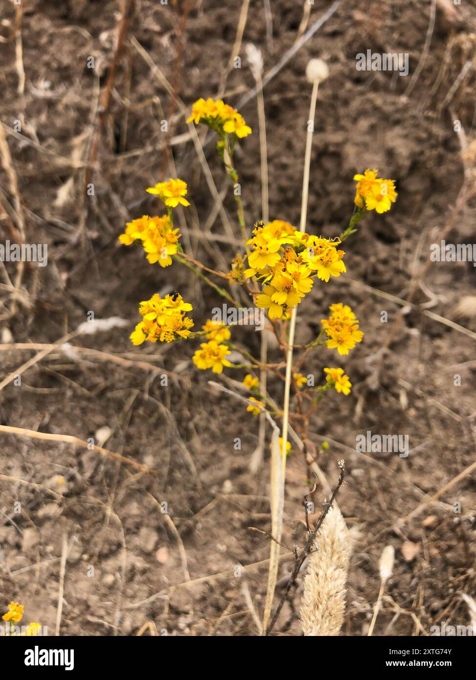 Clustered Tarweed (Deinandra fasciculata) Plantae Stock Photo - Alamy