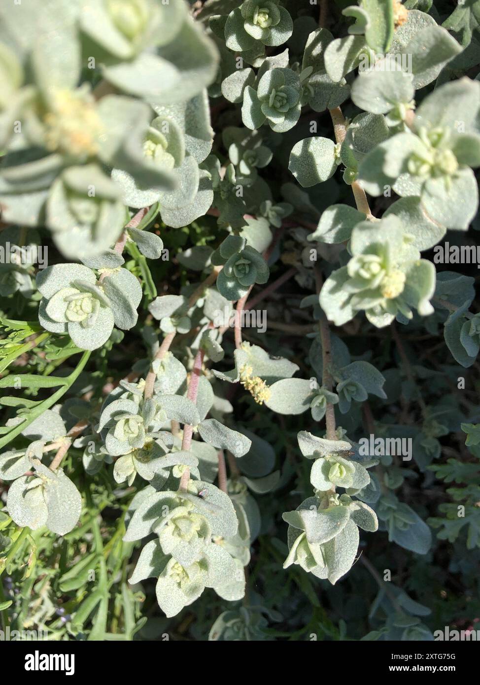 beach saltbush (Atriplex leucophylla) Plantae Stock Photo - Alamy