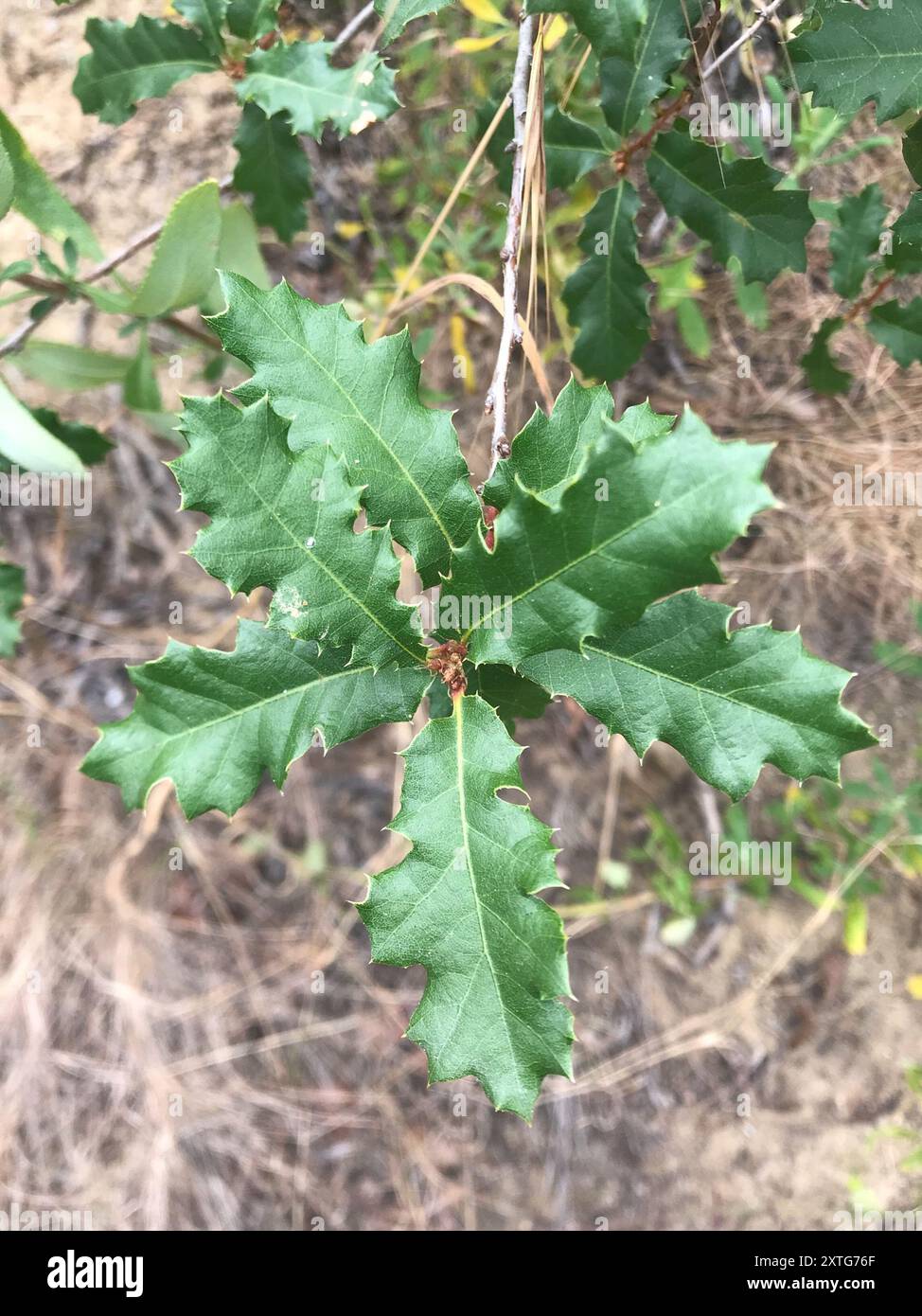 California scrub oak (Quercus berberidifolia) Plantae Stock Photo - Alamy
