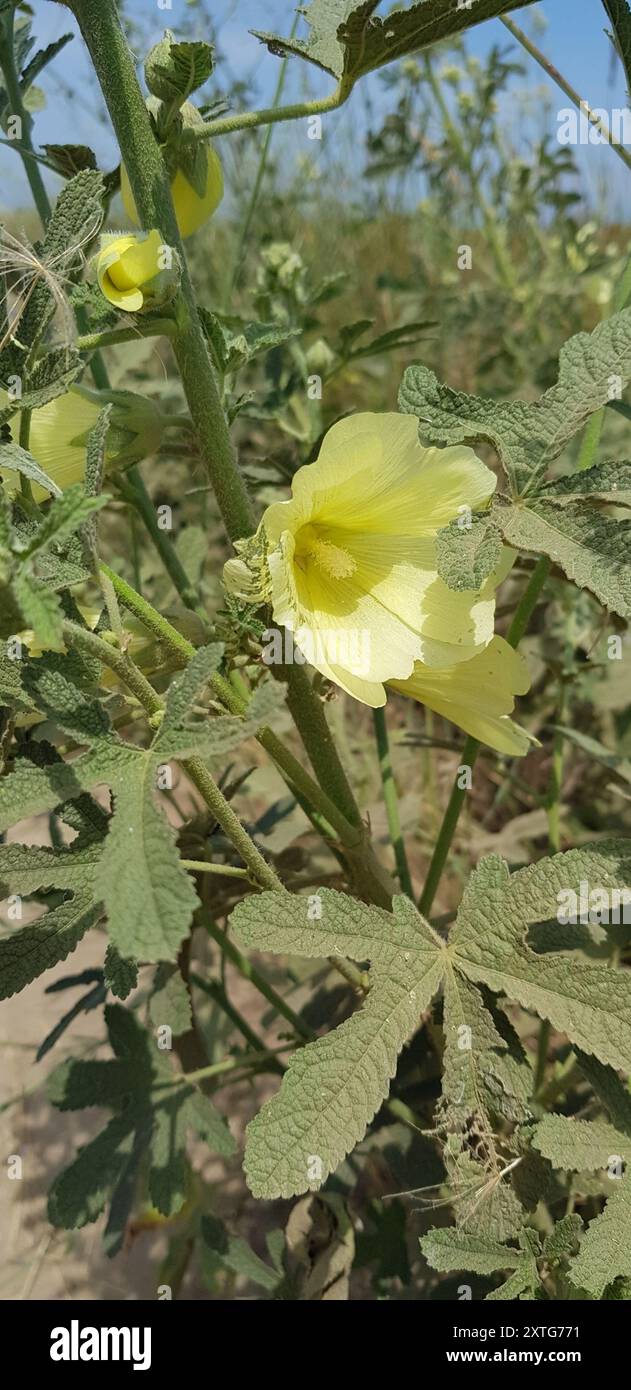 Russian Hollyhock (Alcea rugosa) Plantae Stock Photo - Alamy