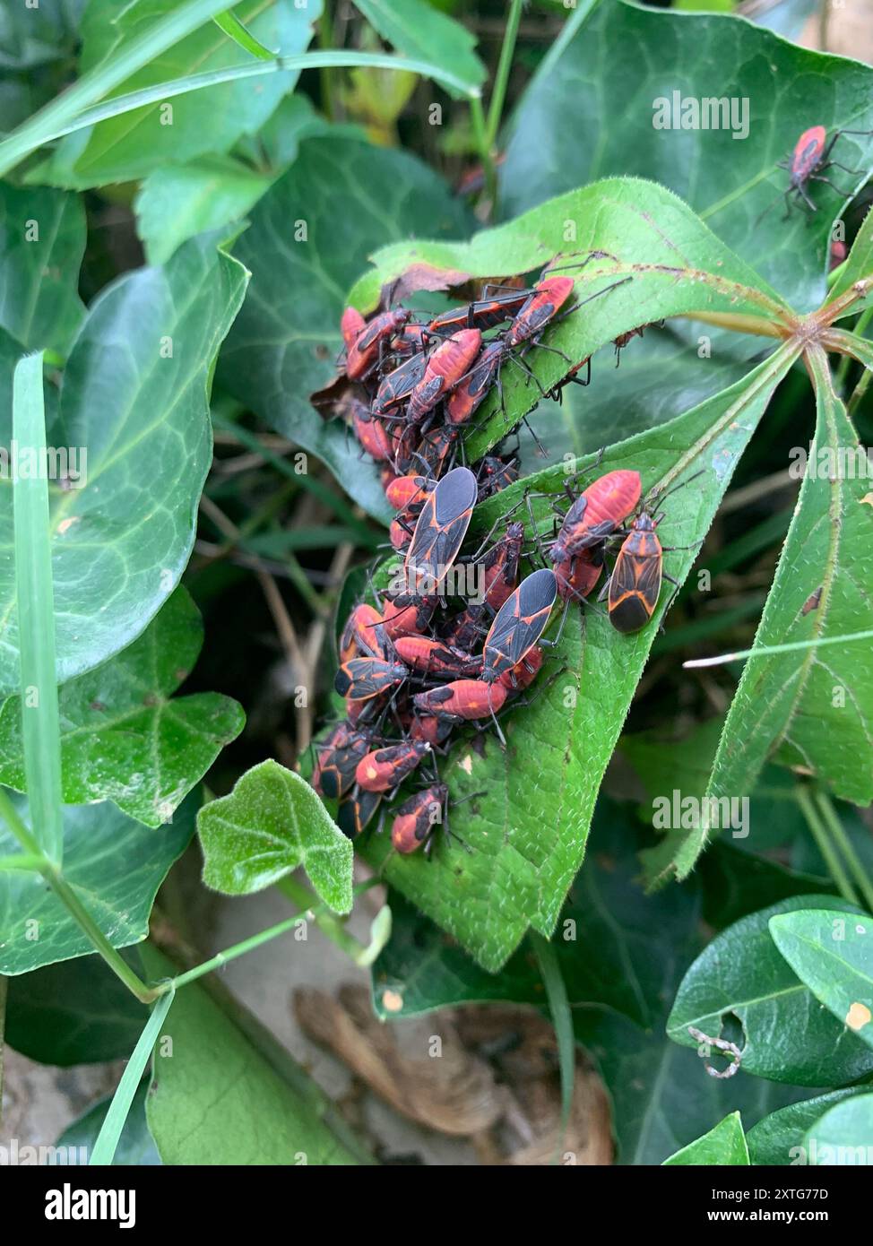 Eastern Boxelder Bug (Boisea trivittata) Insecta Stock Photo - Alamy