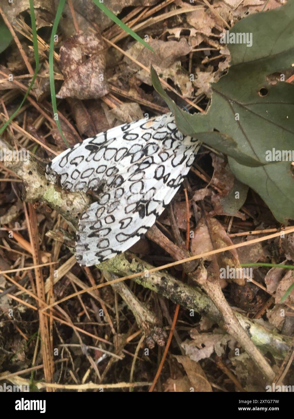 Giant Leopard Moth (Hypercompe scribonia) Insecta Stock Photo - Alamy