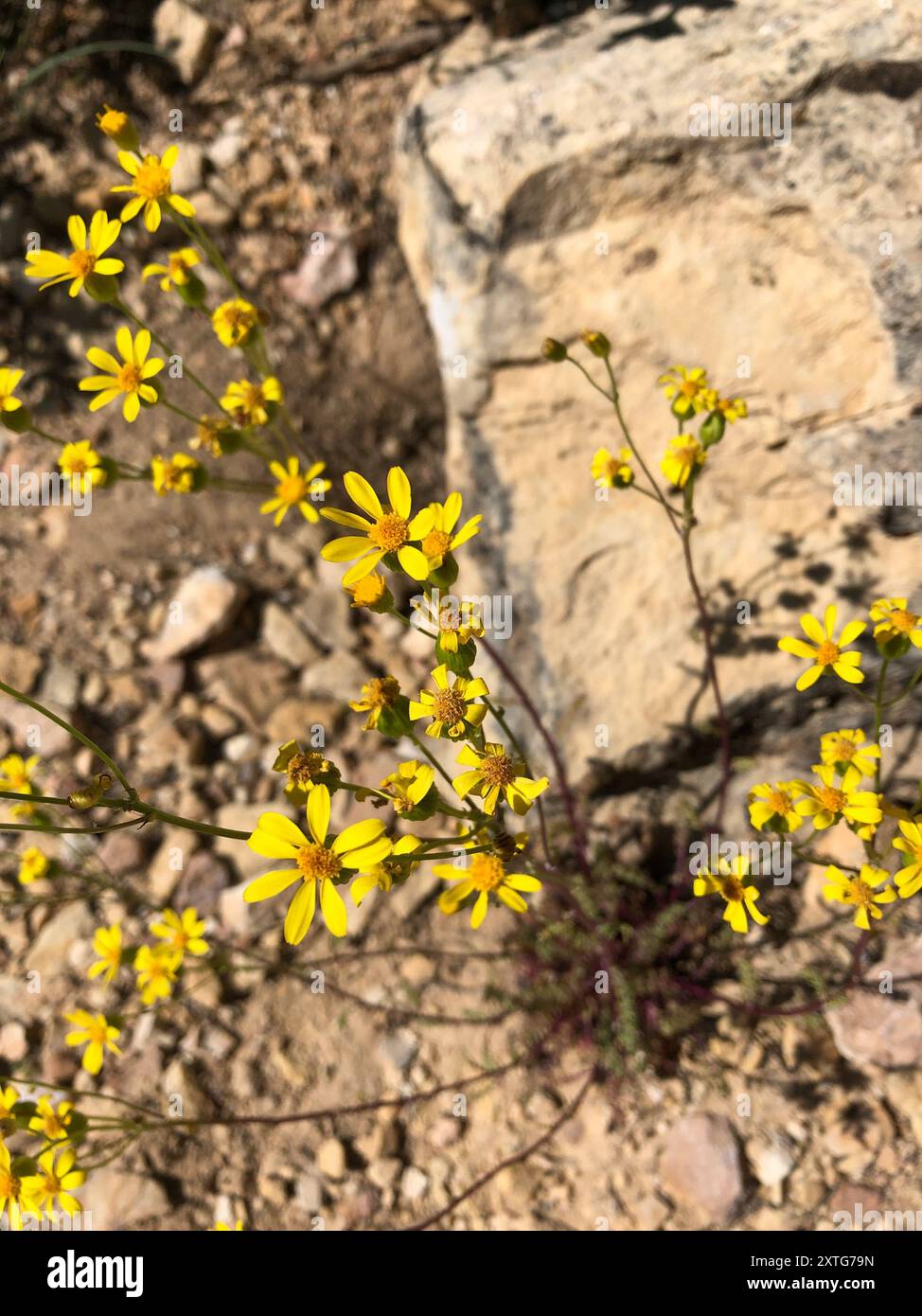 Lobeleaf Groundsel (Packera multilobata) Plantae Stock Photo - Alamy