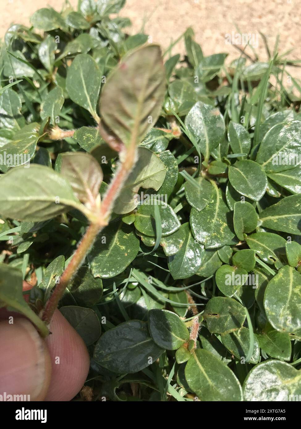 mat chaff-flower (Alternanthera caracasana) Plantae Stock Photo - Alamy