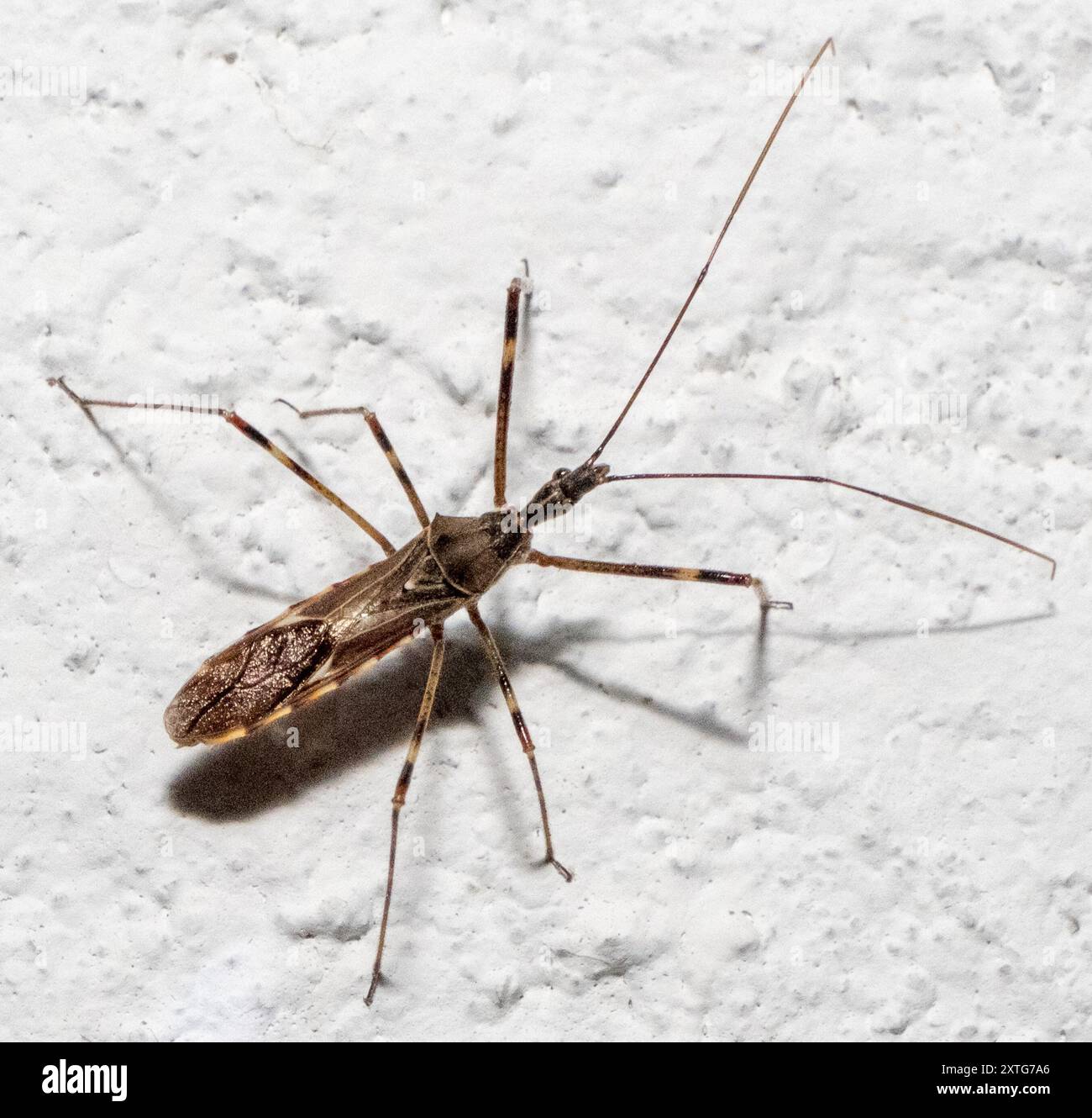 Four-spurred Assassin Bug (Zelus tetracanthus) Insecta Stock Photo - Alamy