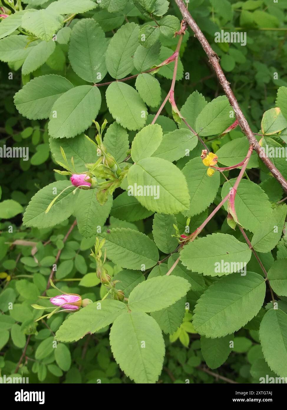 cluster rose (Rosa pisocarpa) Plantae Stock Photo - Alamy