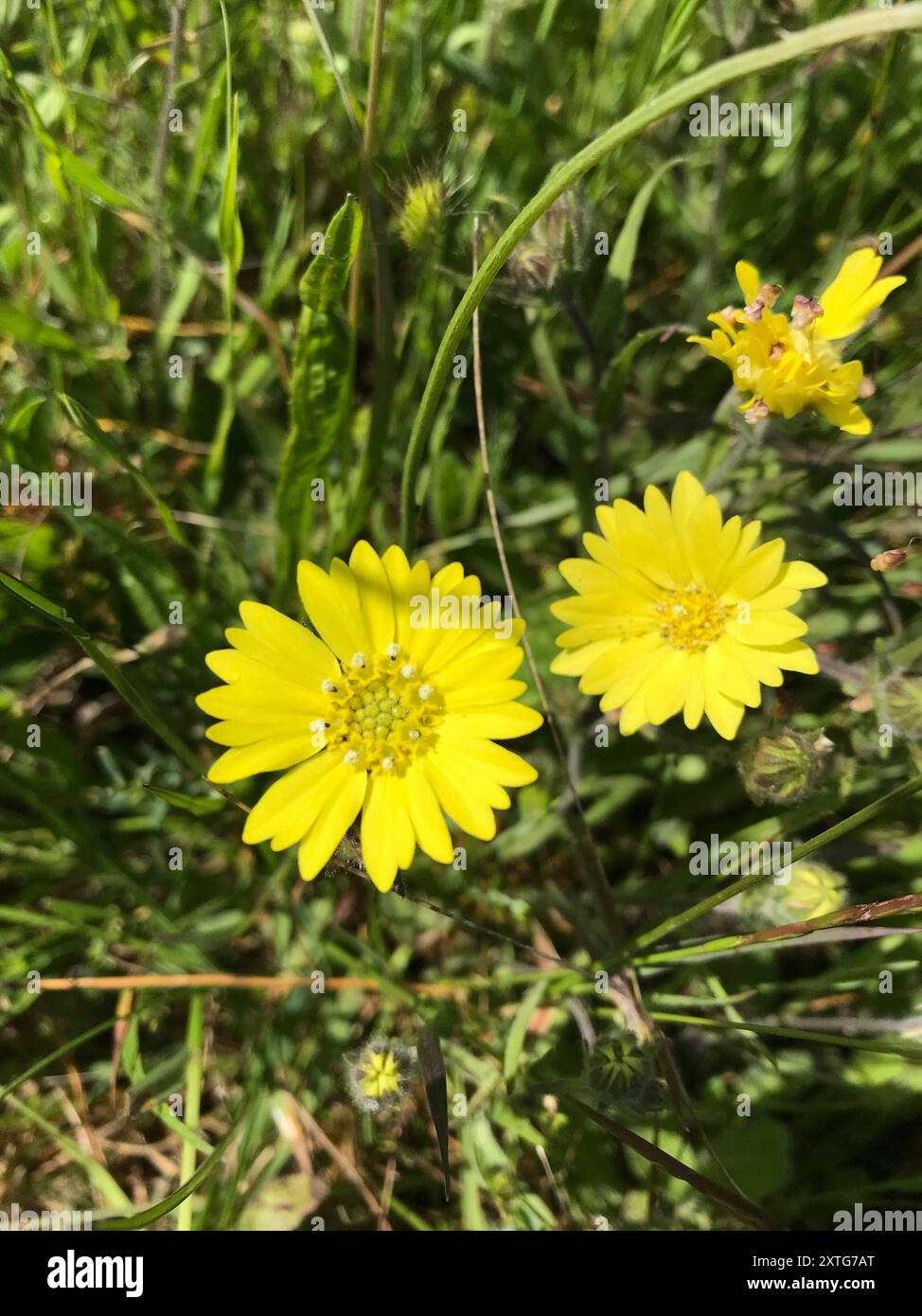 Yellow Hayfield Tarplant (Hemizonia congesta lutescens) Plantae Stock ...