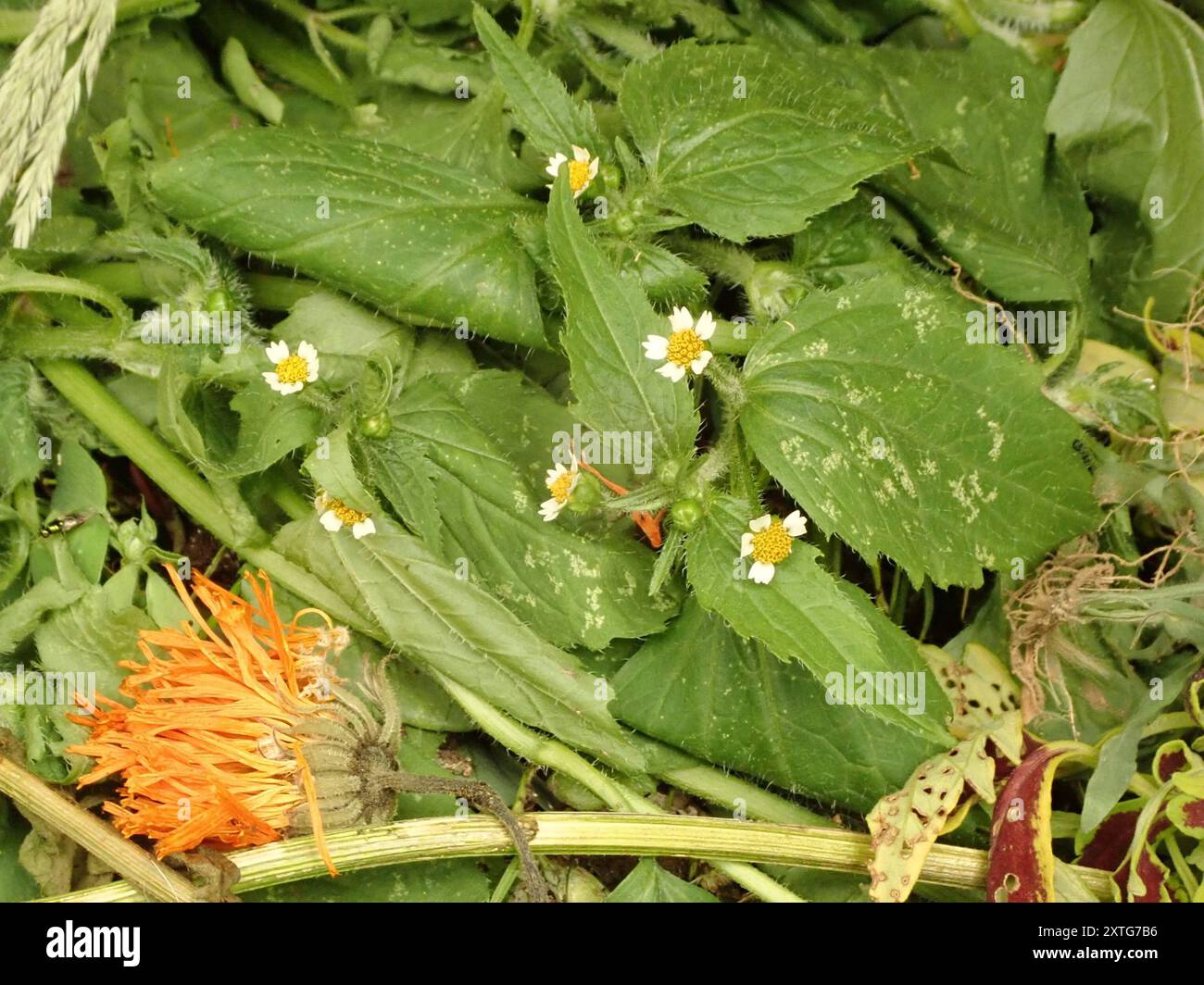 shaggy soldier (Galinsoga quadriradiata) Plantae Stock Photo - Alamy