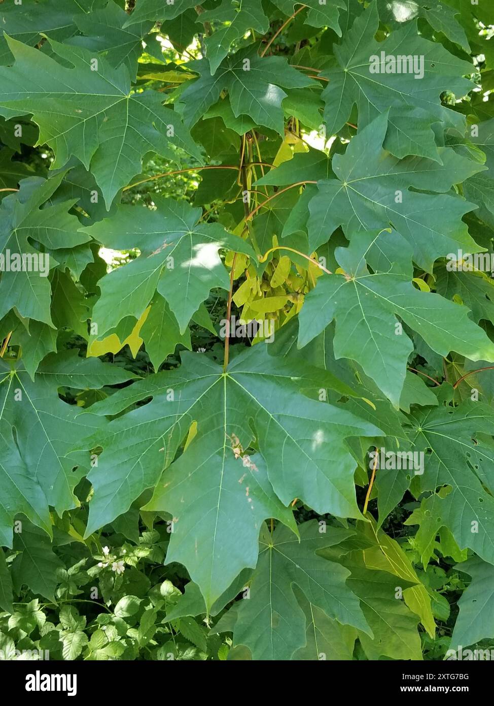 bigleaf maple (Acer macrophyllum) Plantae Stock Photo - Alamy