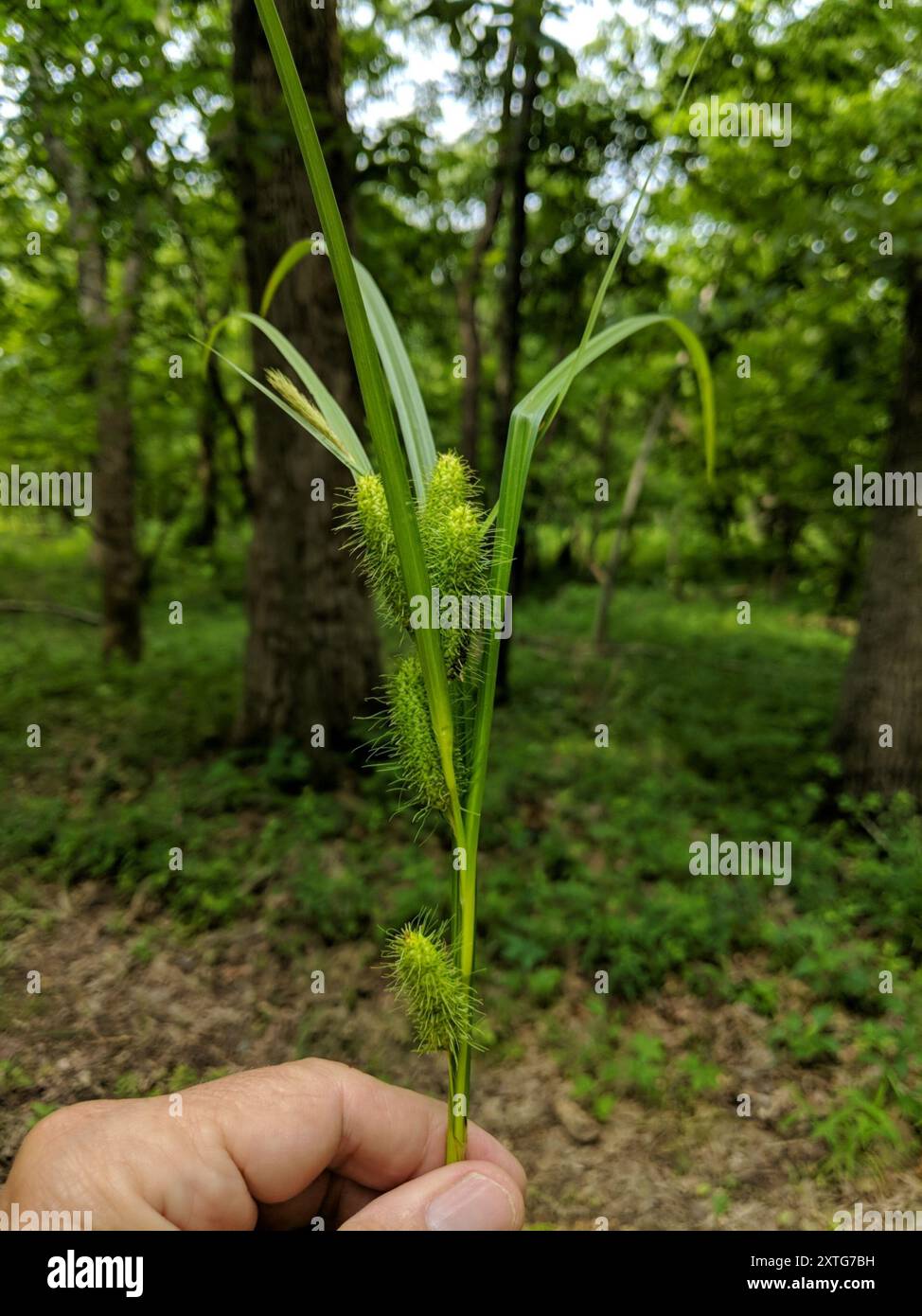 Franks sedge hi-res stock photography and images - Alamy