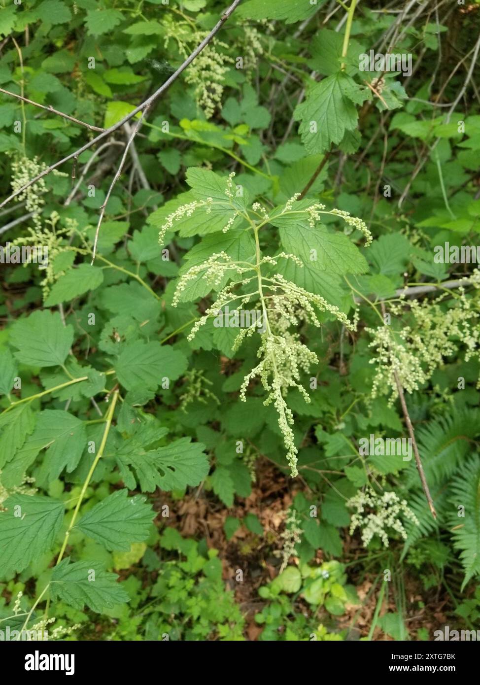 Ocean spray (Holodiscus discolor) Plantae Stock Photo - Alamy