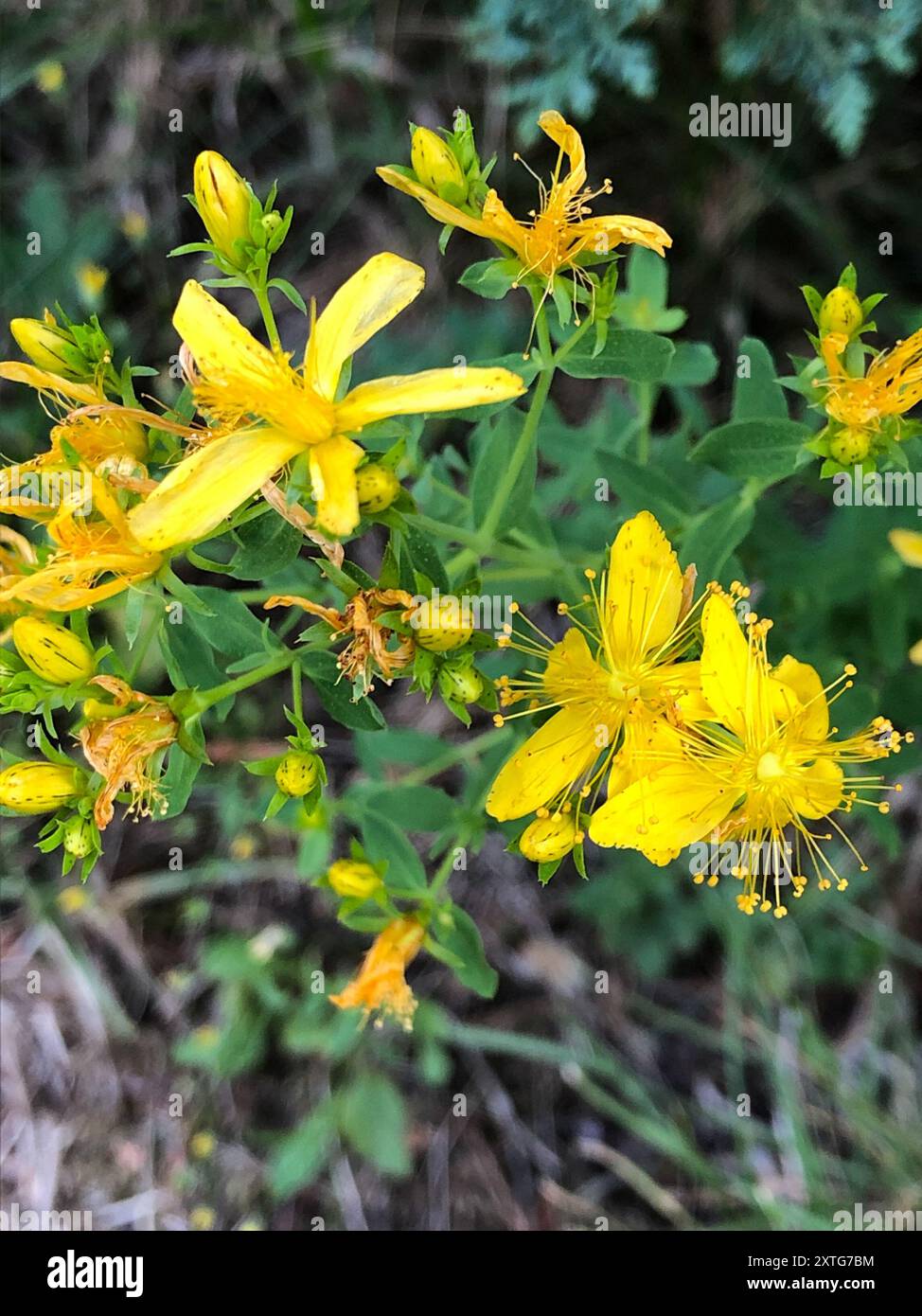 Common St. John's Wort (Hypericum perforatum) Plantae Stock Photo - Alamy