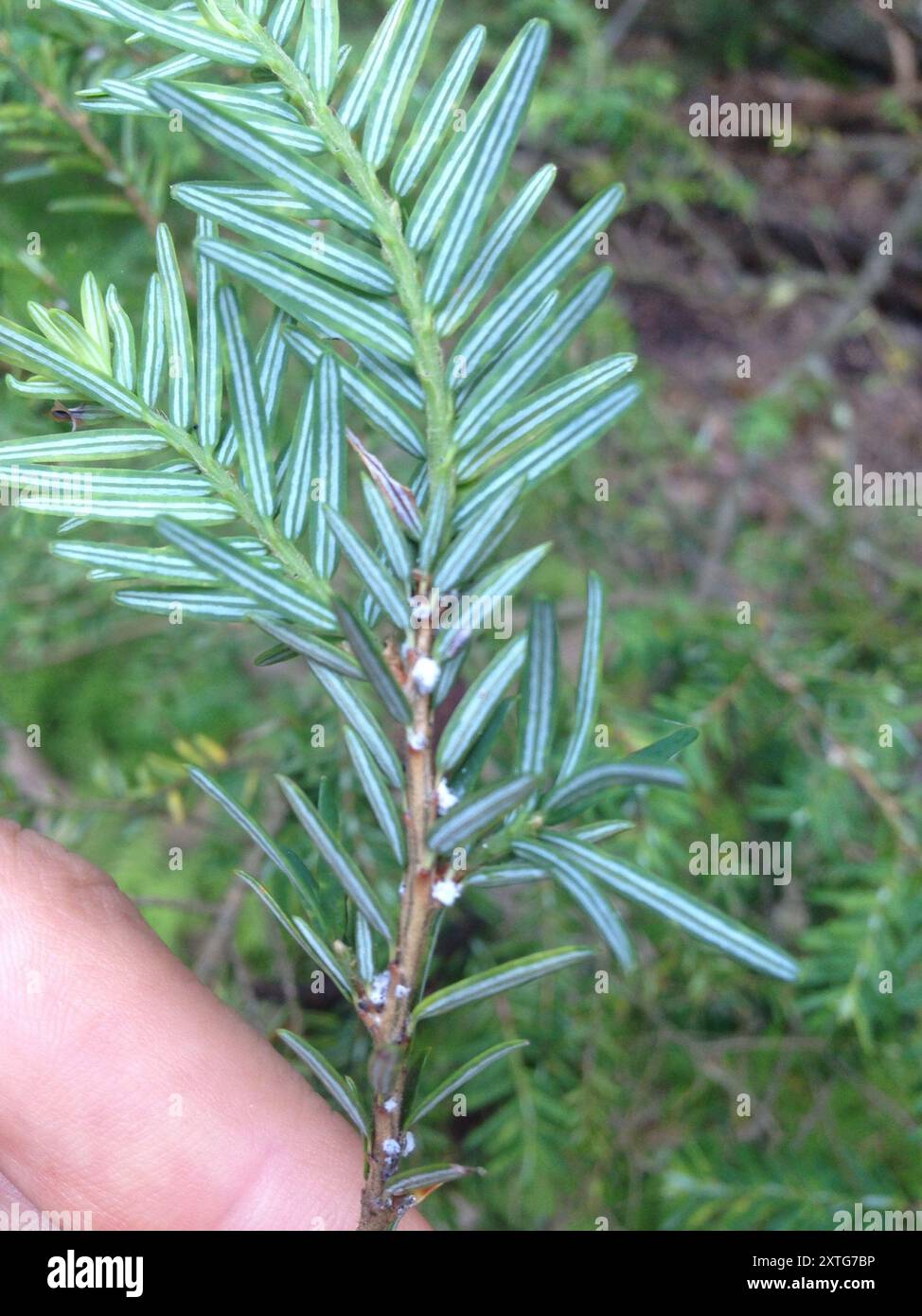 Hemlock Woolly Adelgid (Adelges tsugae) Insecta Stock Photo - Alamy