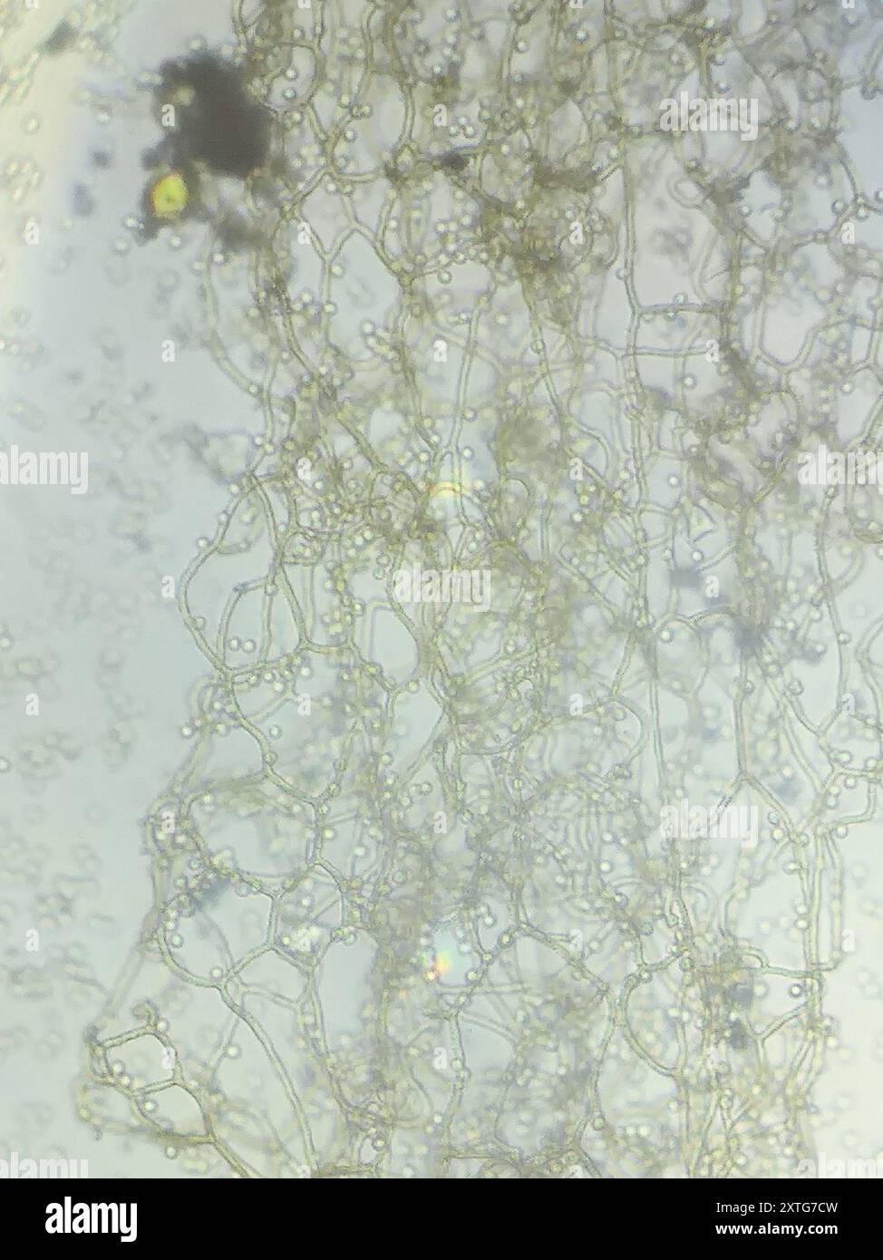 Arcyria major hi-res stock photography and images - Alamy