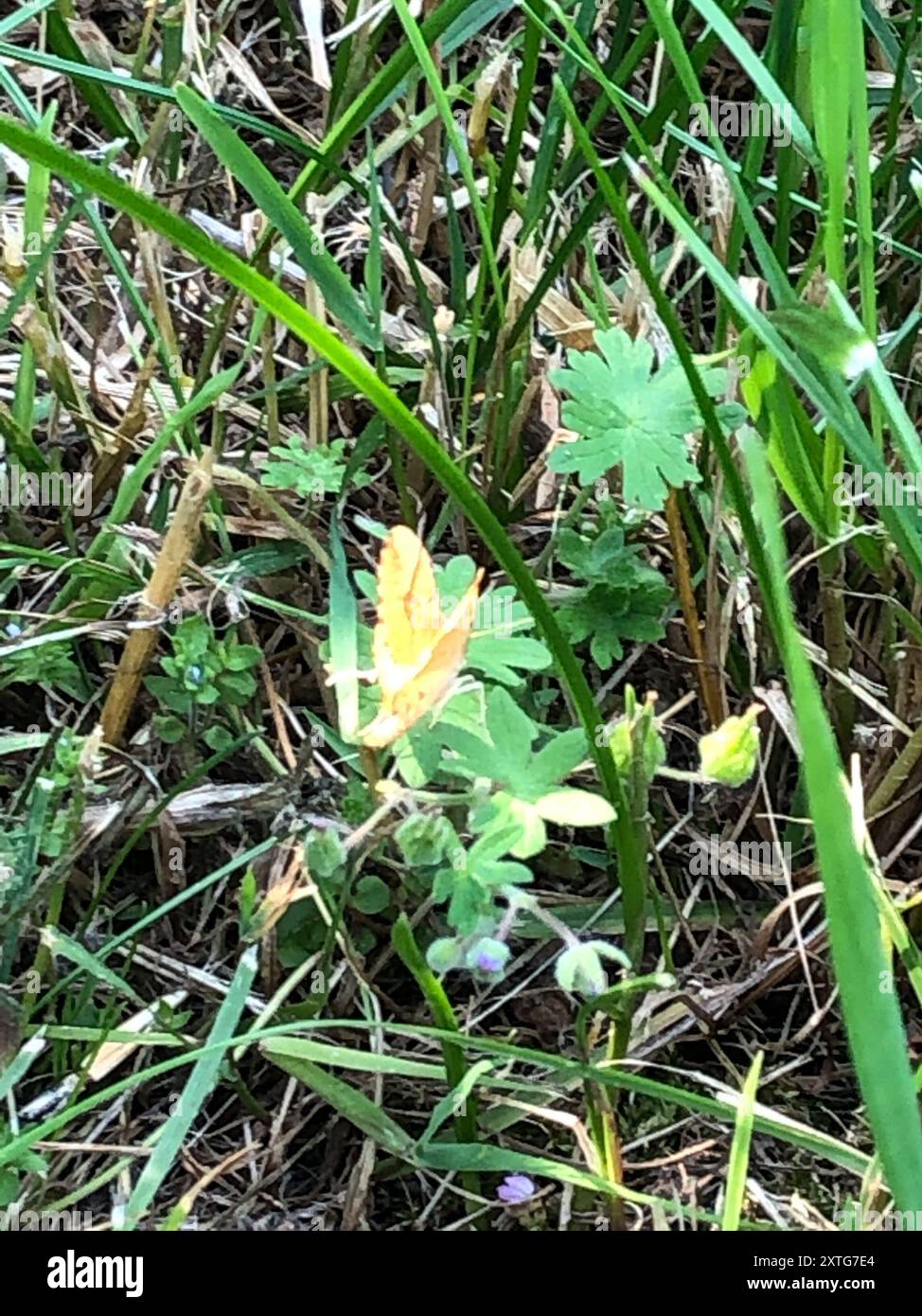 The Spinach (Eulithis mellinata) Insecta Stock Photo - Alamy