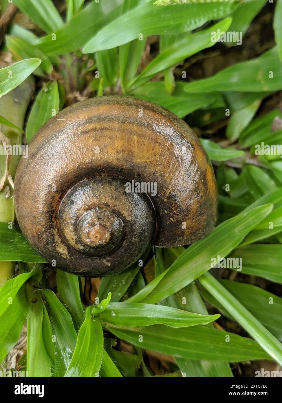 Common Apple Snails (Pomacea) Mollusca Stock Photo - Alamy