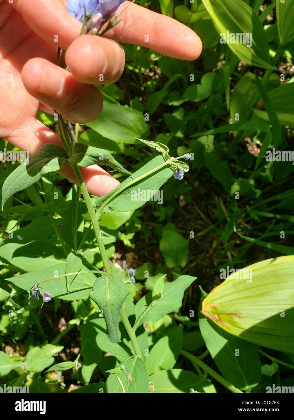 Northern Bluebells (Mertensia paniculata borealis) Plantae Stock Photo ...