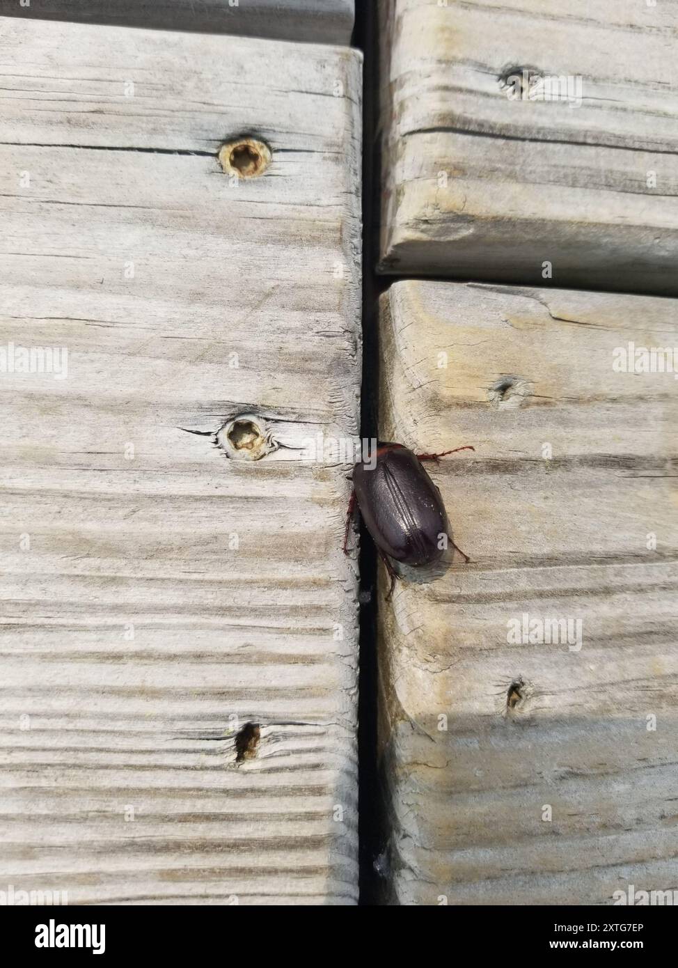 May Beetles (Phyllophaga) Insecta Stock Photo - Alamy