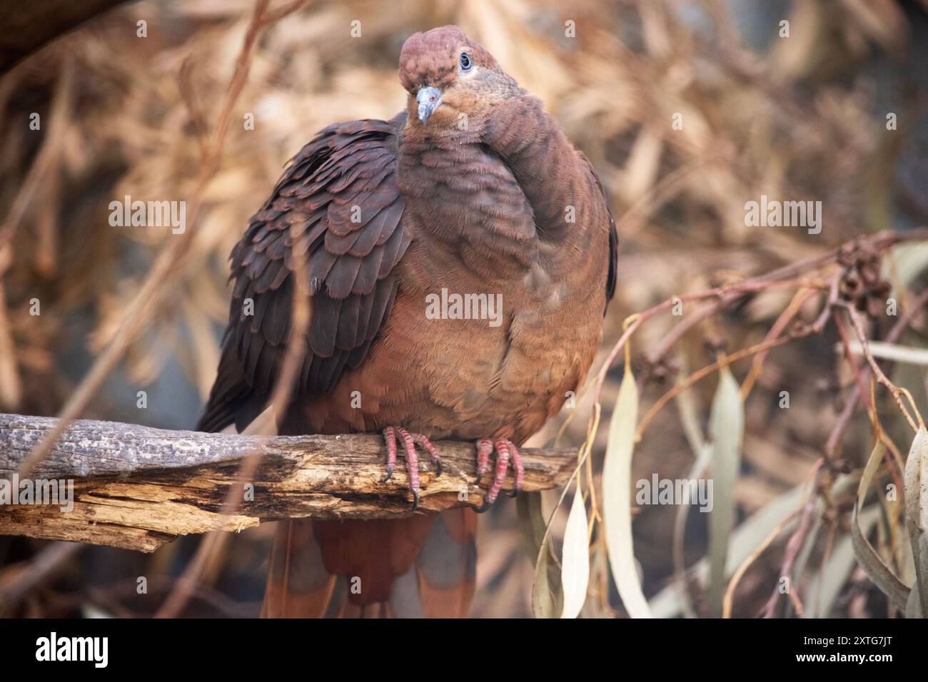 Long tapering tail feathers hi-res stock photography and images - Alamy
