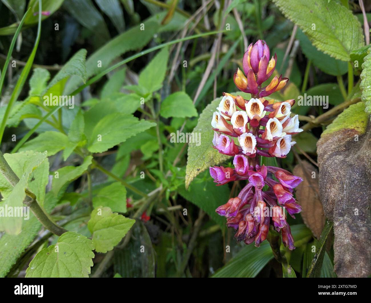 (Elleanthus robustus) Plantae Stock Photo - Alamy