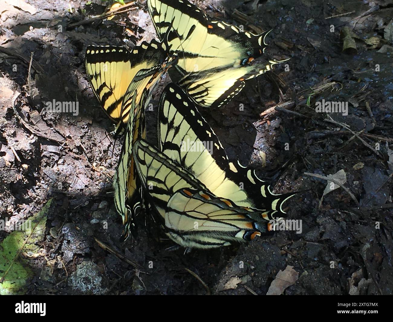 Tiger Swallowtails and Allies (Pterourus) Insecta Stock Photo - Alamy