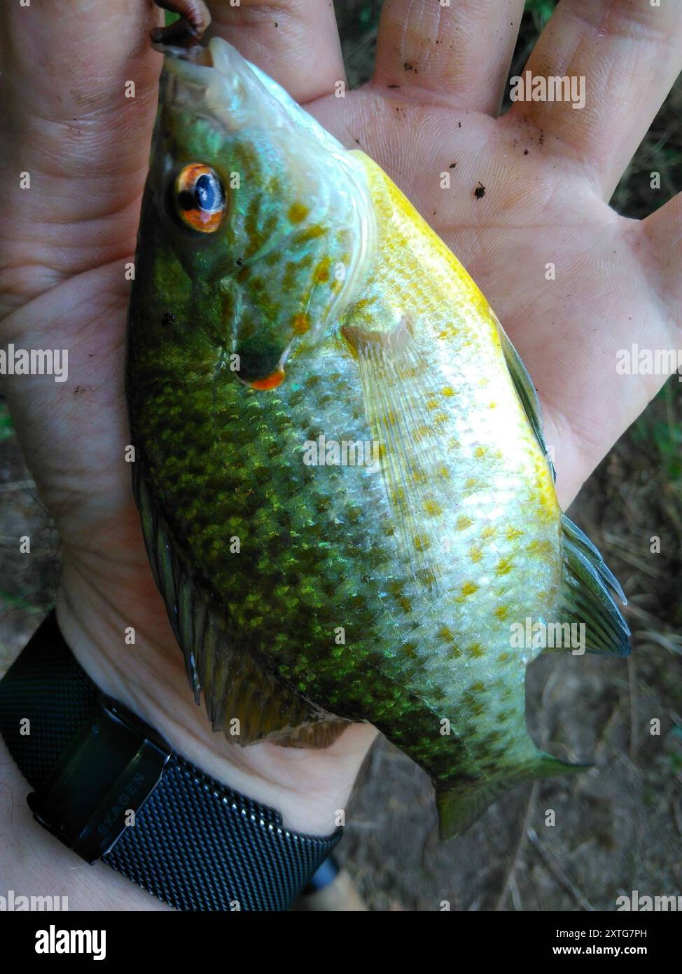 Redear Sunfish (Lepomis microlophus) Actinopterygii Stock Photo - Alamy
