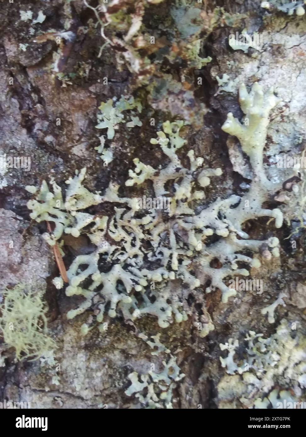 Powder-headed Tube Lichen (Hypogymnia tubulosa) Fungi Stock Photo - Alamy