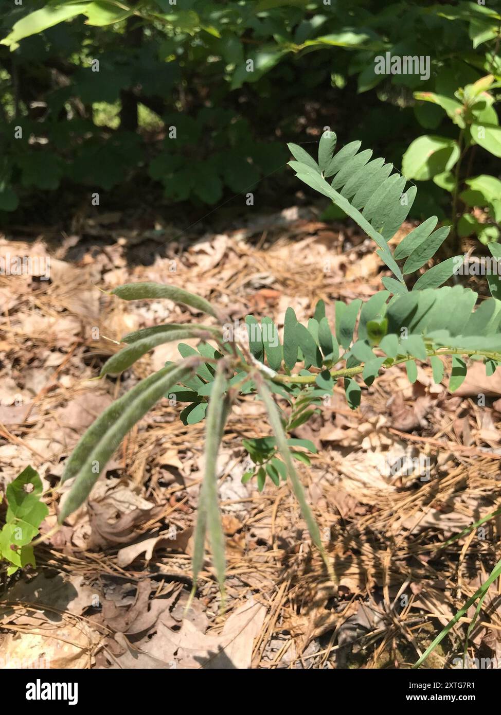 goat's rue (Tephrosia virginiana) Plantae Stock Photo - Alamy