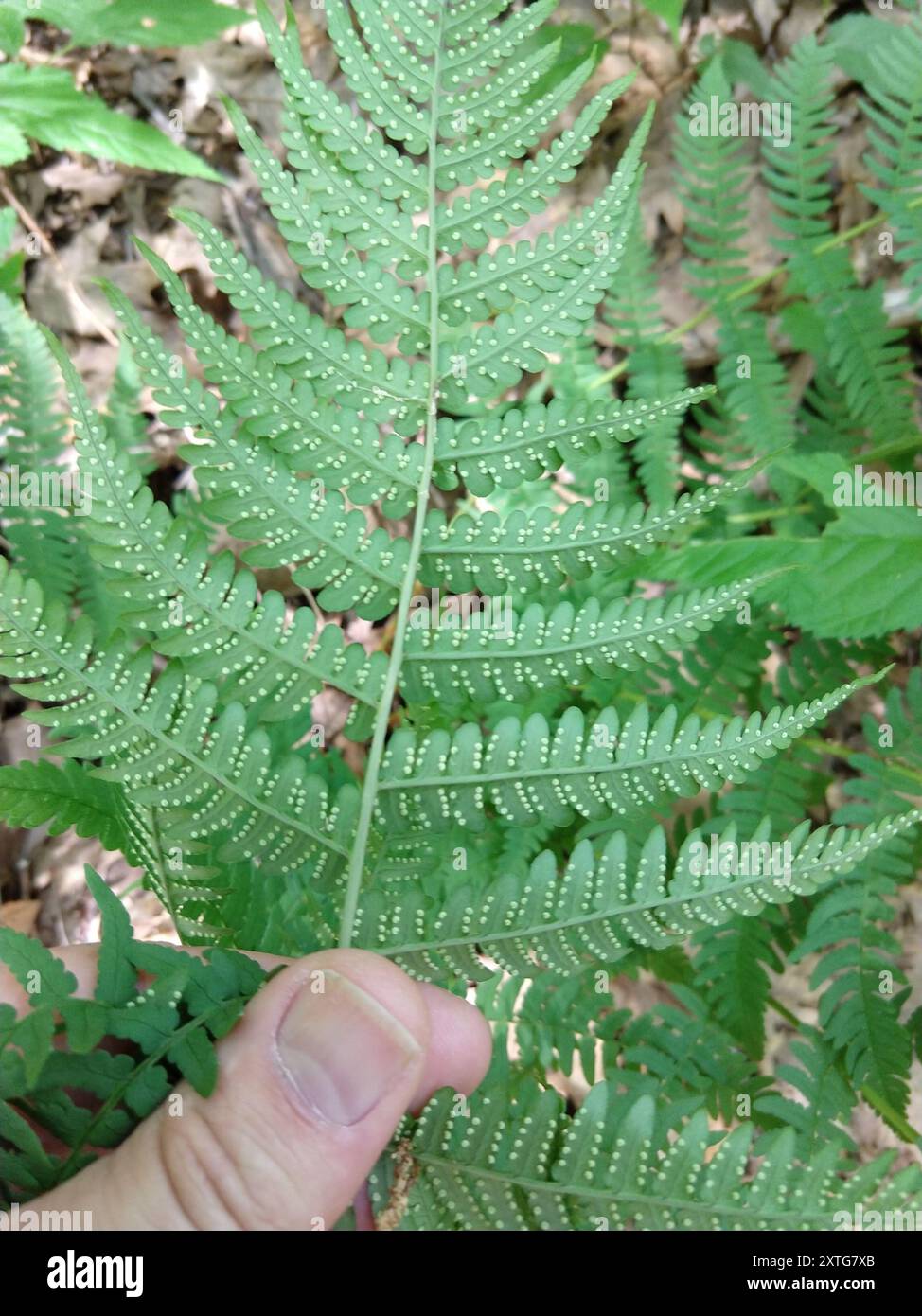 marginal wood fern (Dryopteris marginalis) Plantae Stock Photo - Alamy