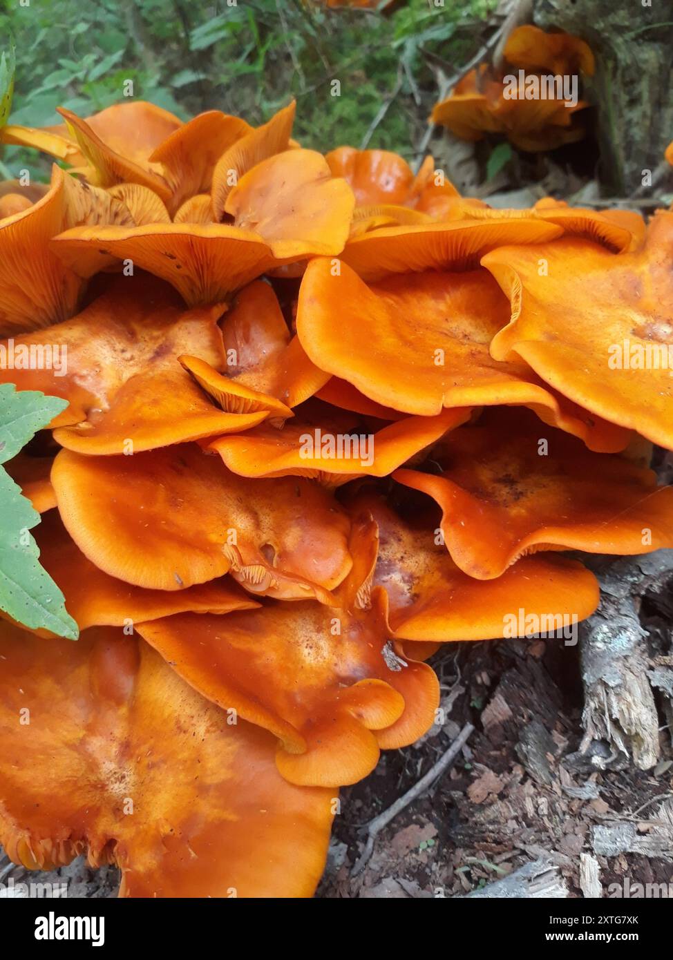 Eastern American jack-o'-lantern (Omphalotus illudens) Fungi Stock ...