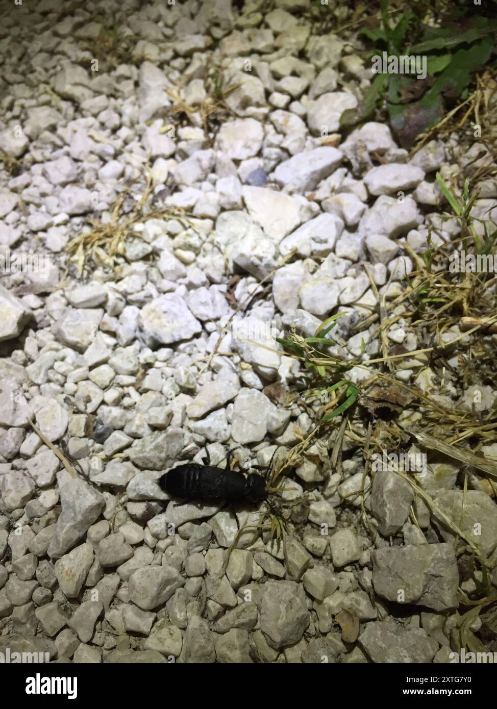 Devil's Coach Horse Beetle (Ocypus olens) Insecta Stock Photo - Alamy