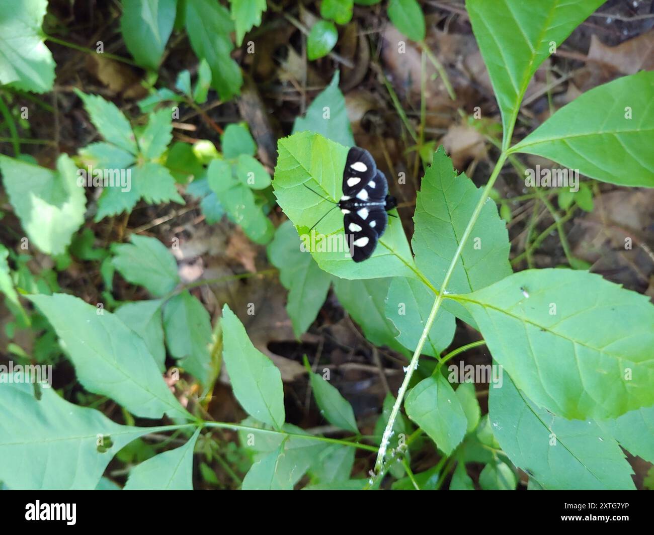 Eight-spotted Forester Moth (Alypia octomaculata) Insecta Stock Photo ...