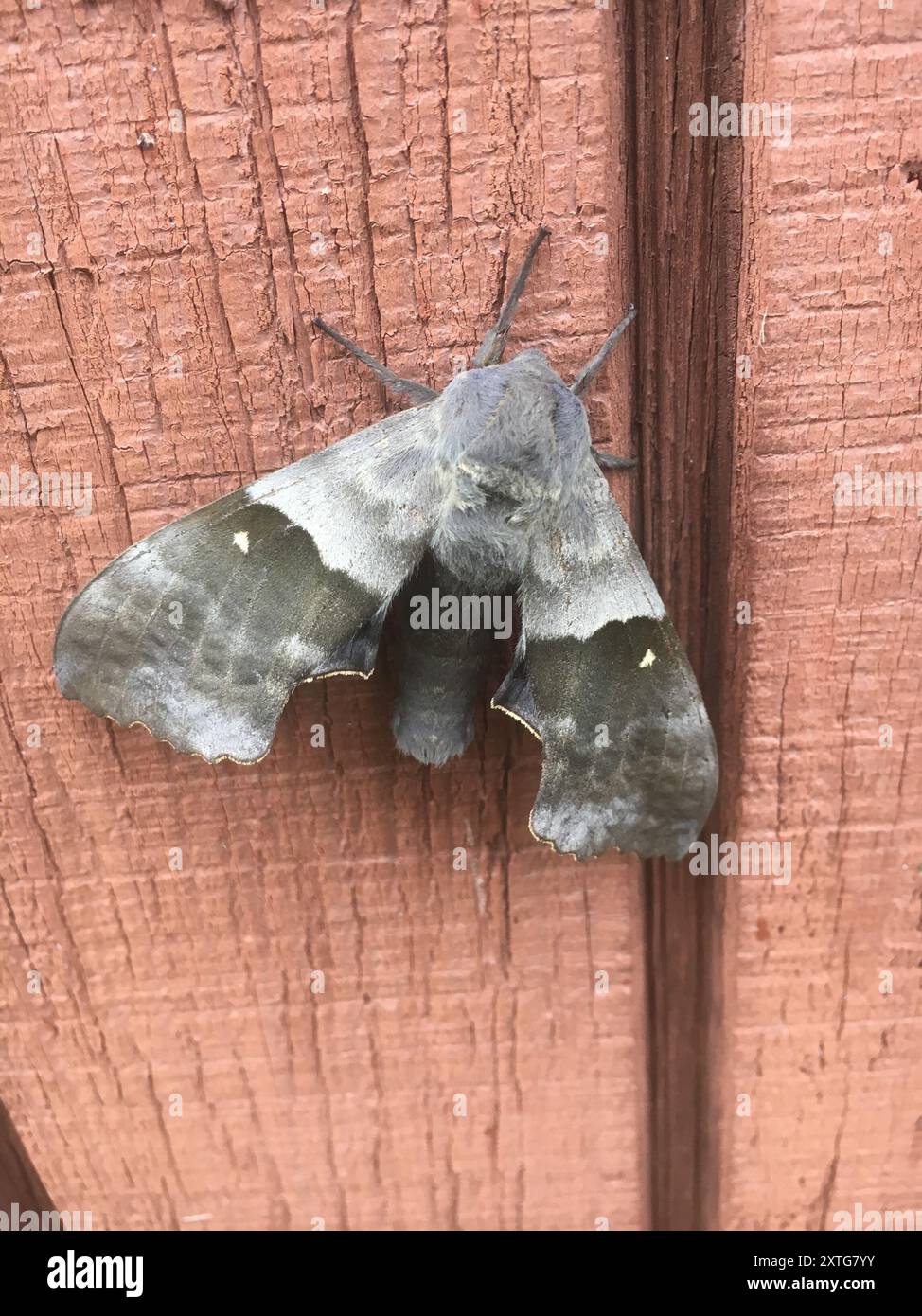 Modest Sphinx (Pachysphinx modesta) Insecta Stock Photo - Alamy