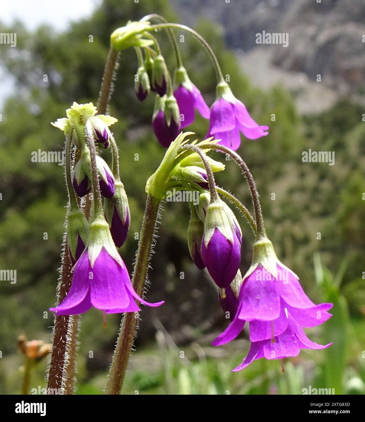 Primula turkestanica hi-res stock photography and images - Alamy