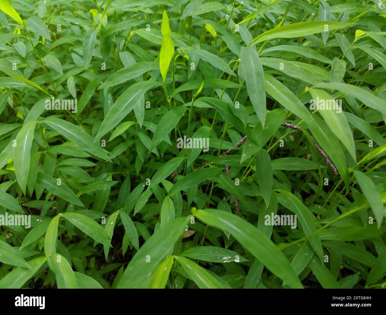Stiltgrass hi-res stock photography and images - Alamy