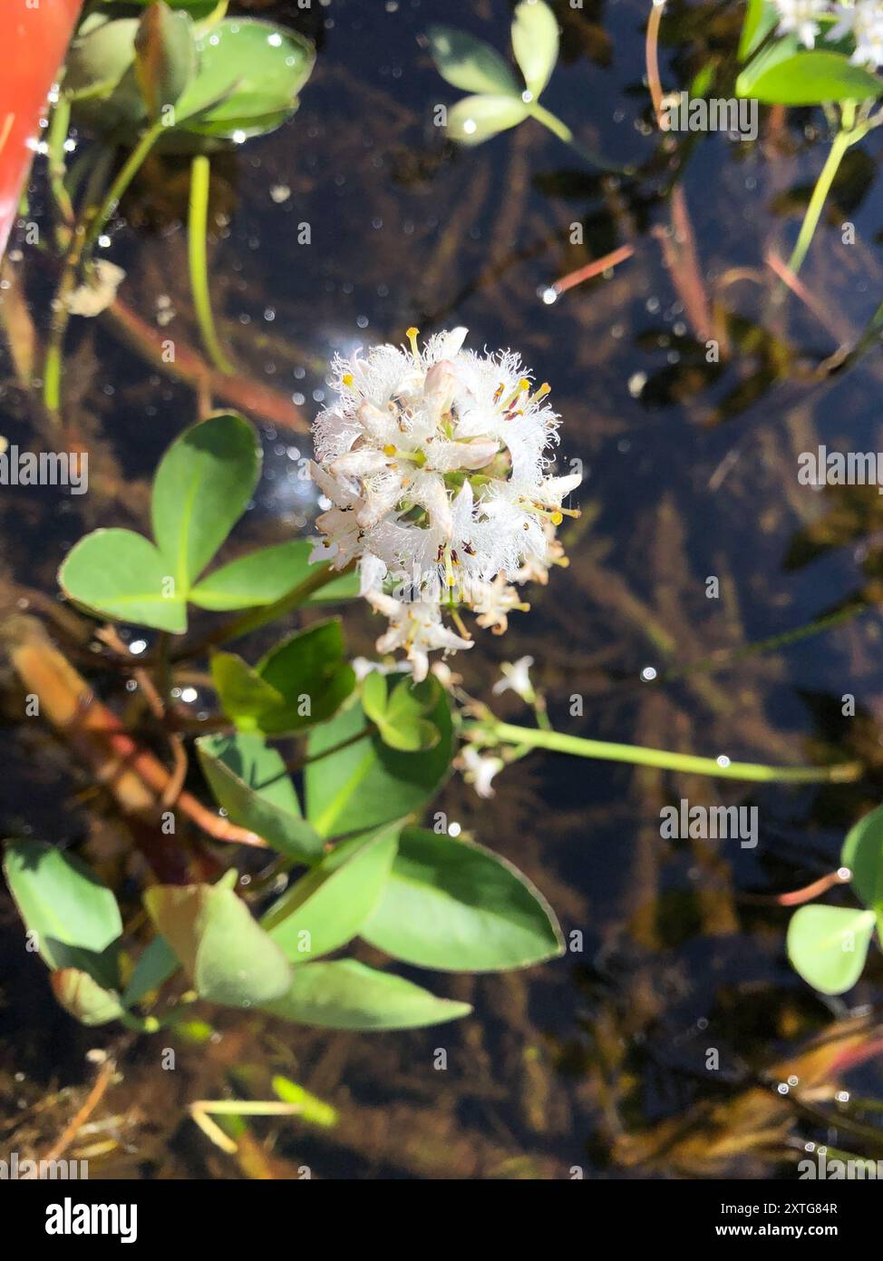 Bogbean (Menyanthes trifoliata) Plantae Stock Photo - Alamy