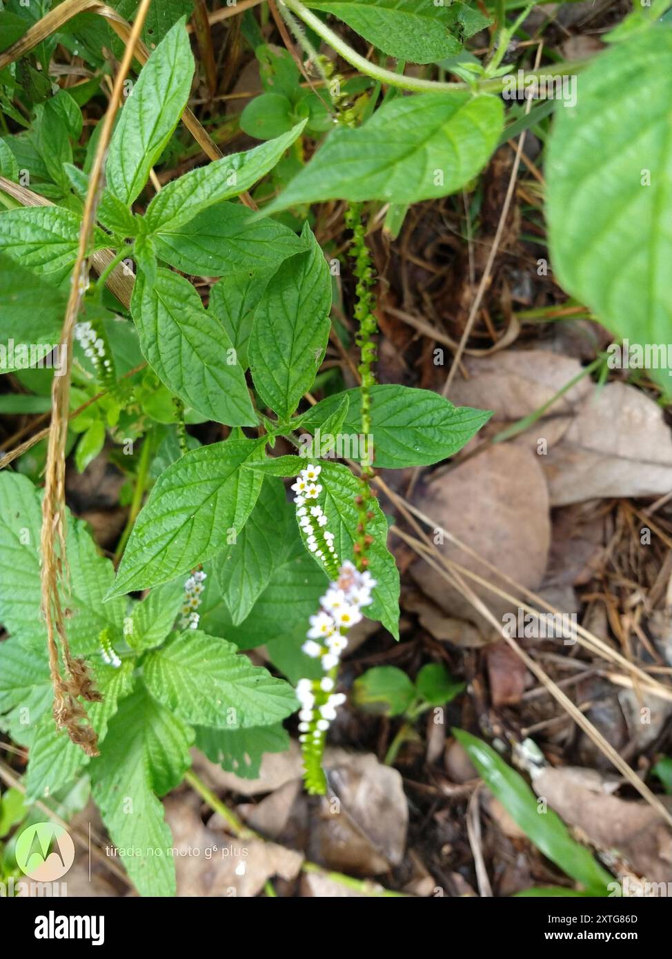 Heliotropium angiospermum hi-res stock photography and images - Alamy