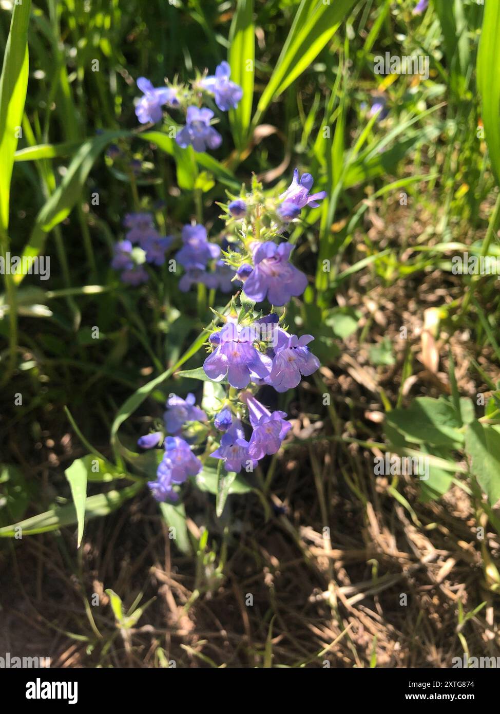 Front Range Beardtongue (Penstemon virens) Plantae Stock Photo - Alamy