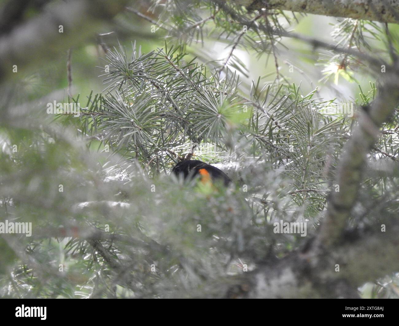 American Redstart (Setophaga ruticilla) Aves Stock Photo - Alamy