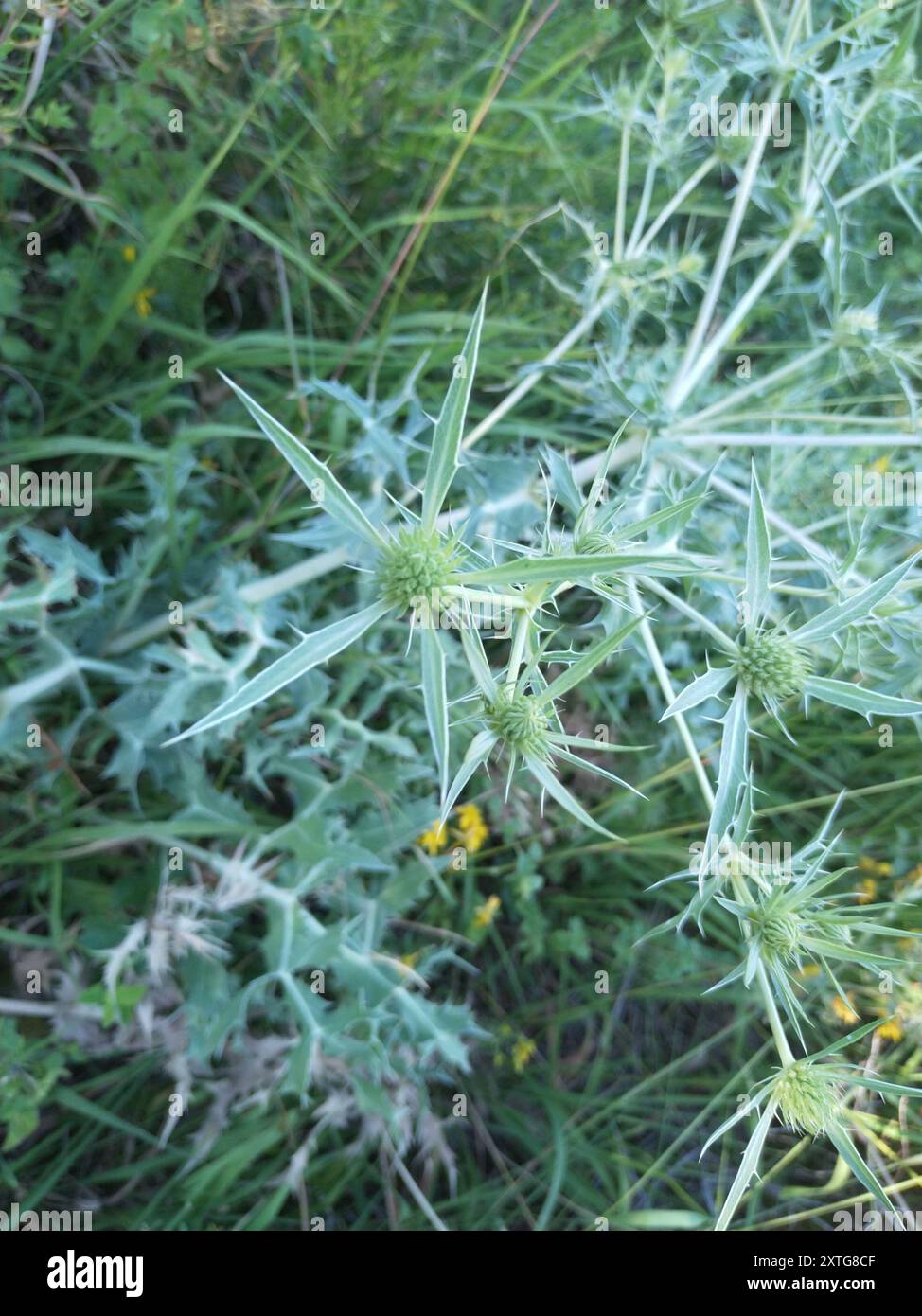 Field Eryngo (Eryngium campestre) Plantae Stock Photo - Alamy