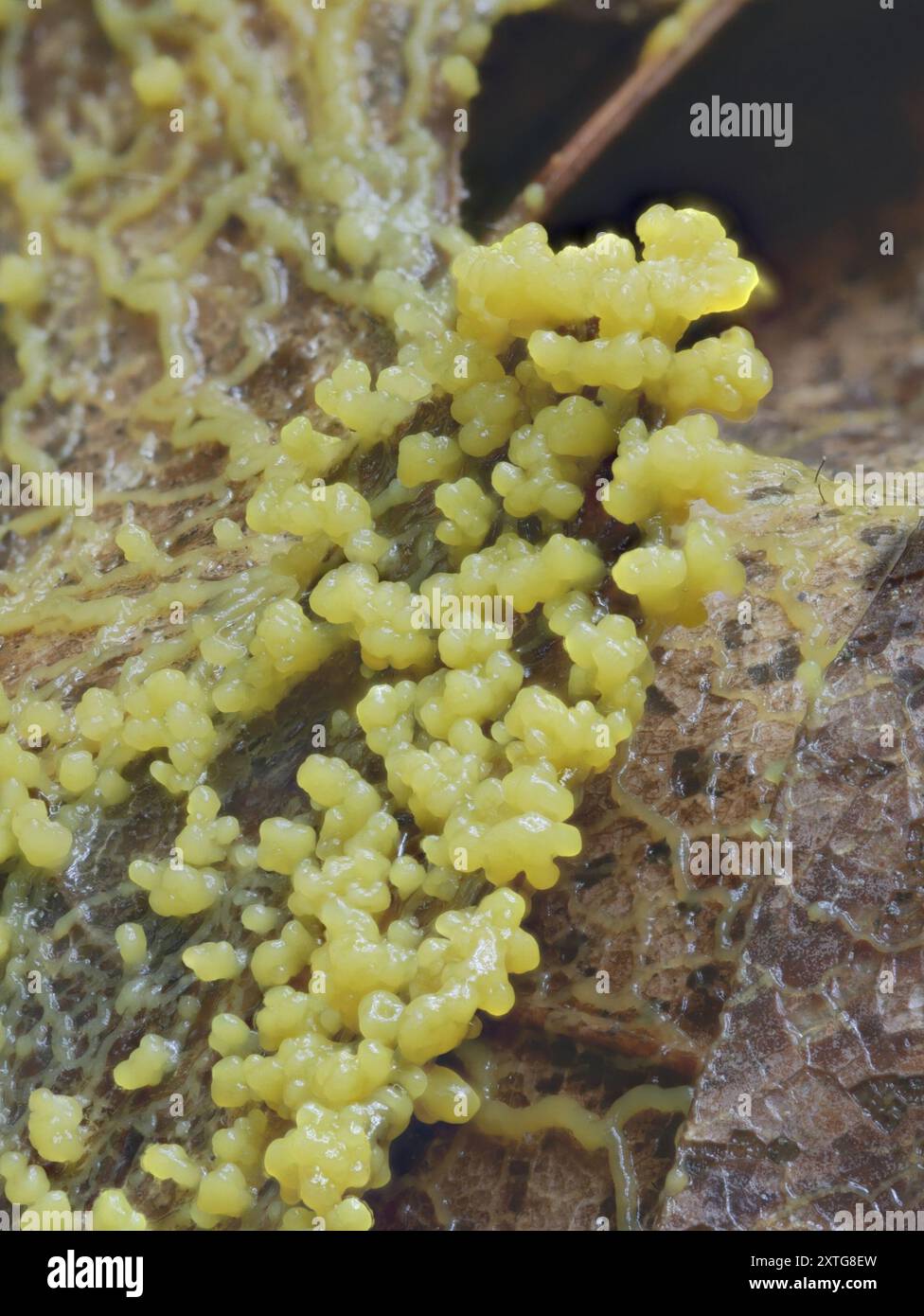 true slime molds (Myxomycetes) Protozoa Stock Photo - Alamy