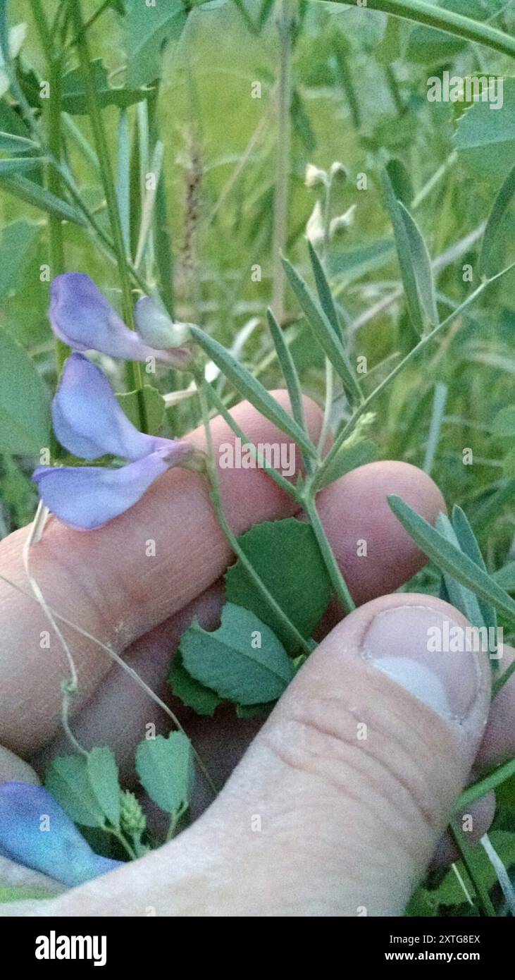 American vetch (Vicia americana) Plantae Stock Photo - Alamy