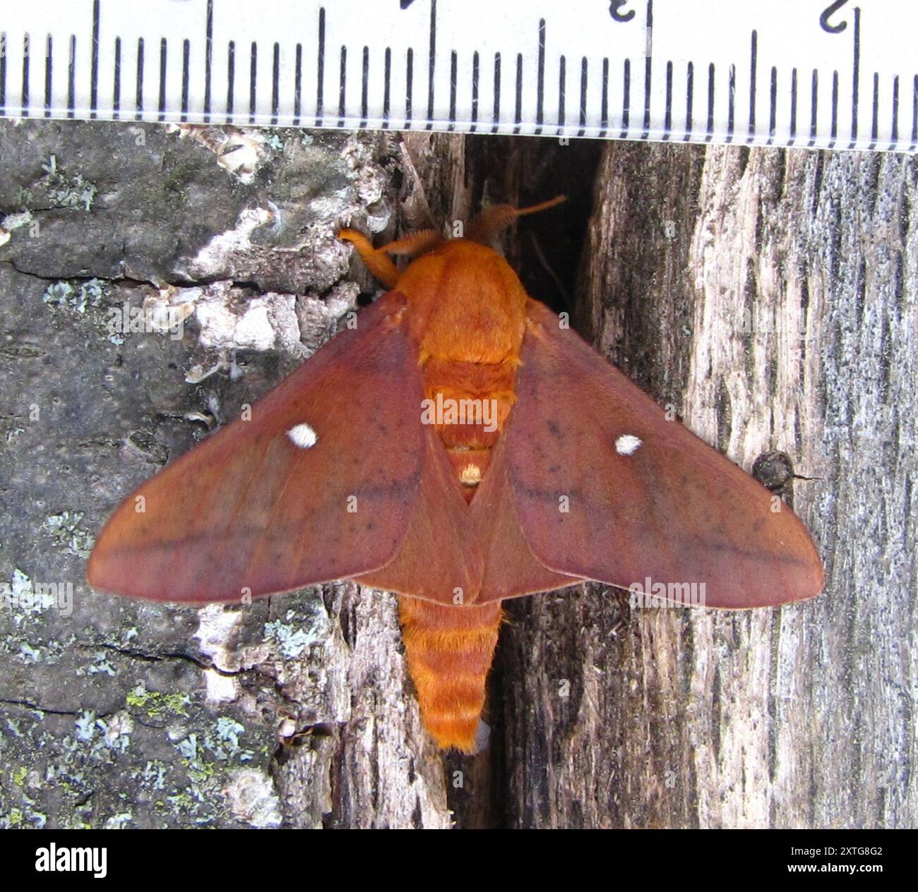 Spiny Oakworm Moth (Anisota stigma) Insecta Stock Photo - Alamy